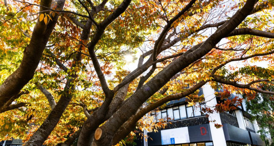 Kāpehu Dunedin - Otago Polytechnic